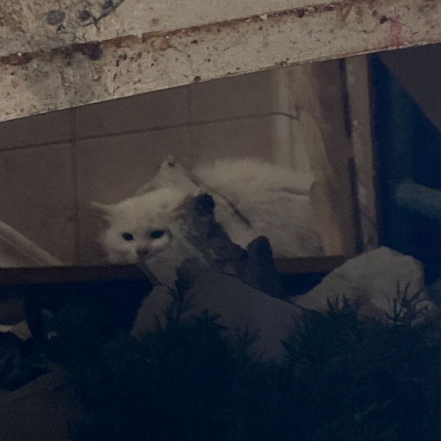 Котёнок в заброшенном доме. Помогите