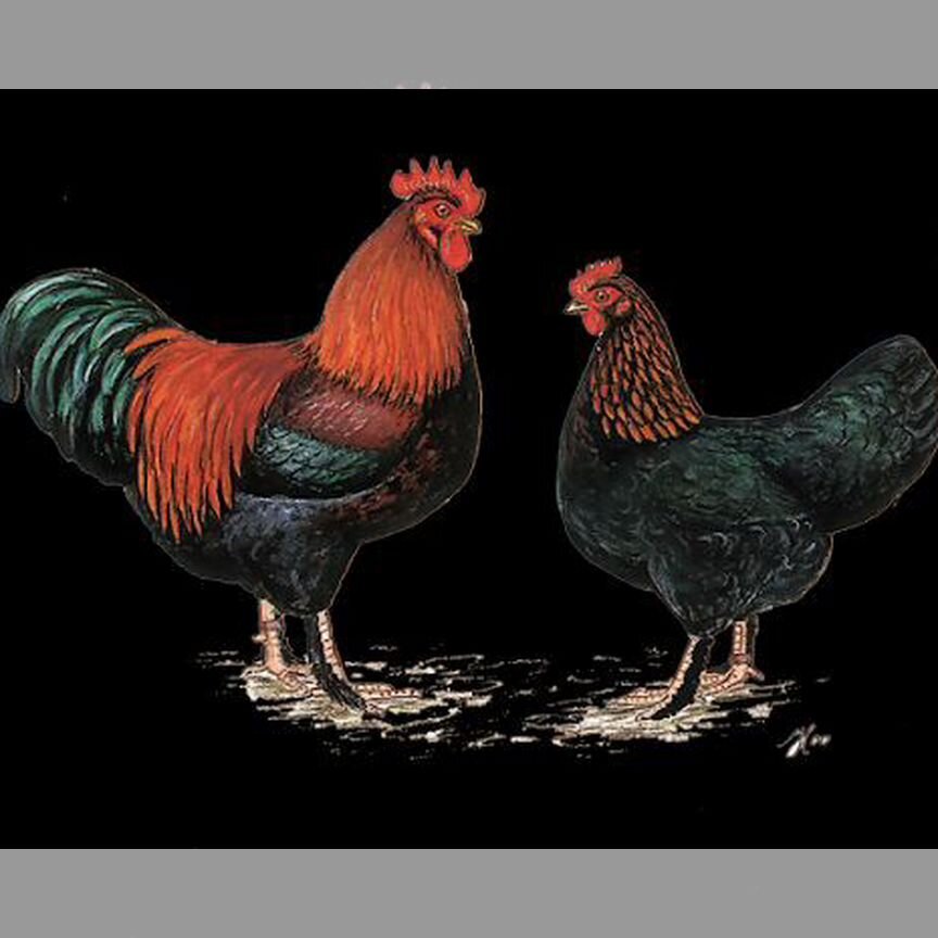 Инкубационное яйцо кур Маран