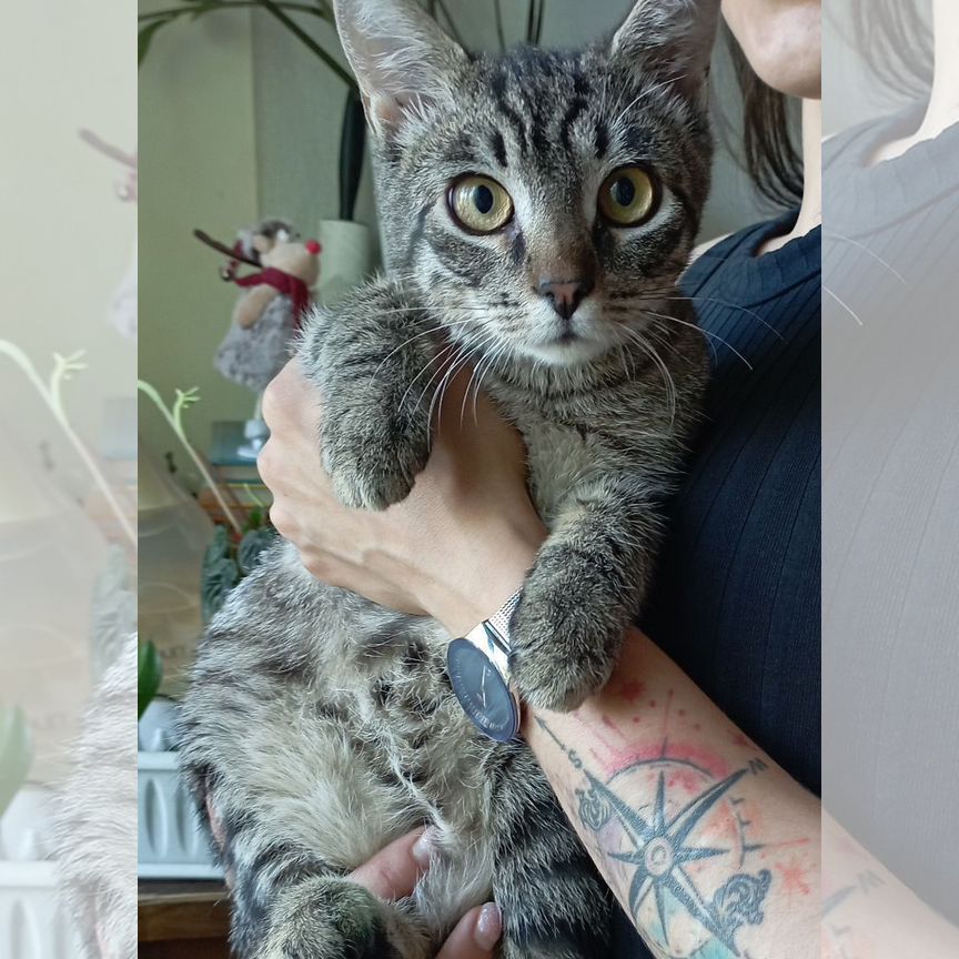 Котенок Тигра в хорошие руки