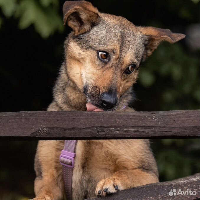 Маленькая собака - Коди ищет дом
