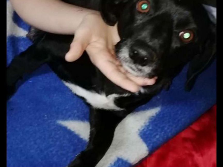 Собака в добрые руки отдам бесплатно