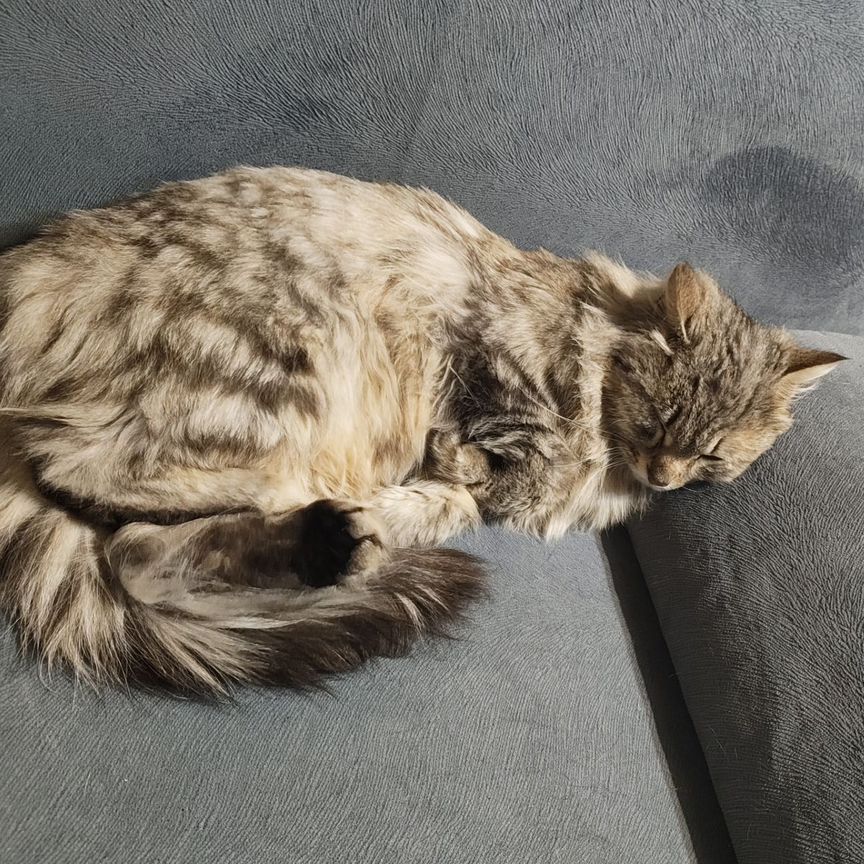 Мейн-кун котёнок