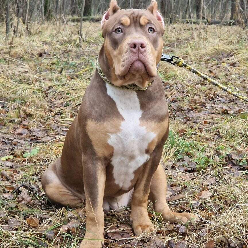 Американский булли, щенок