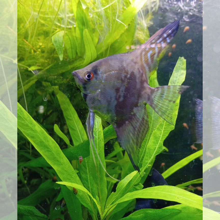 Скалярии - разные