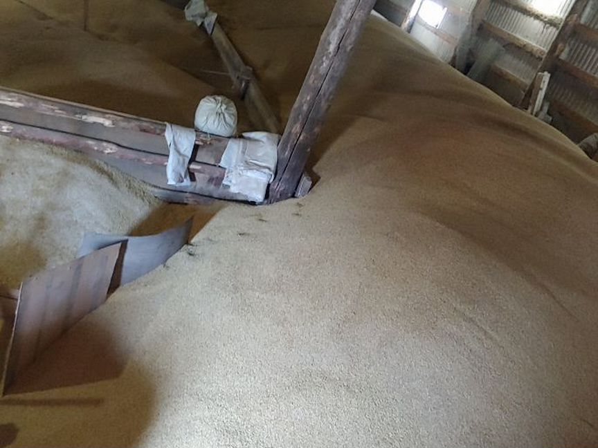 Зерно ячмень