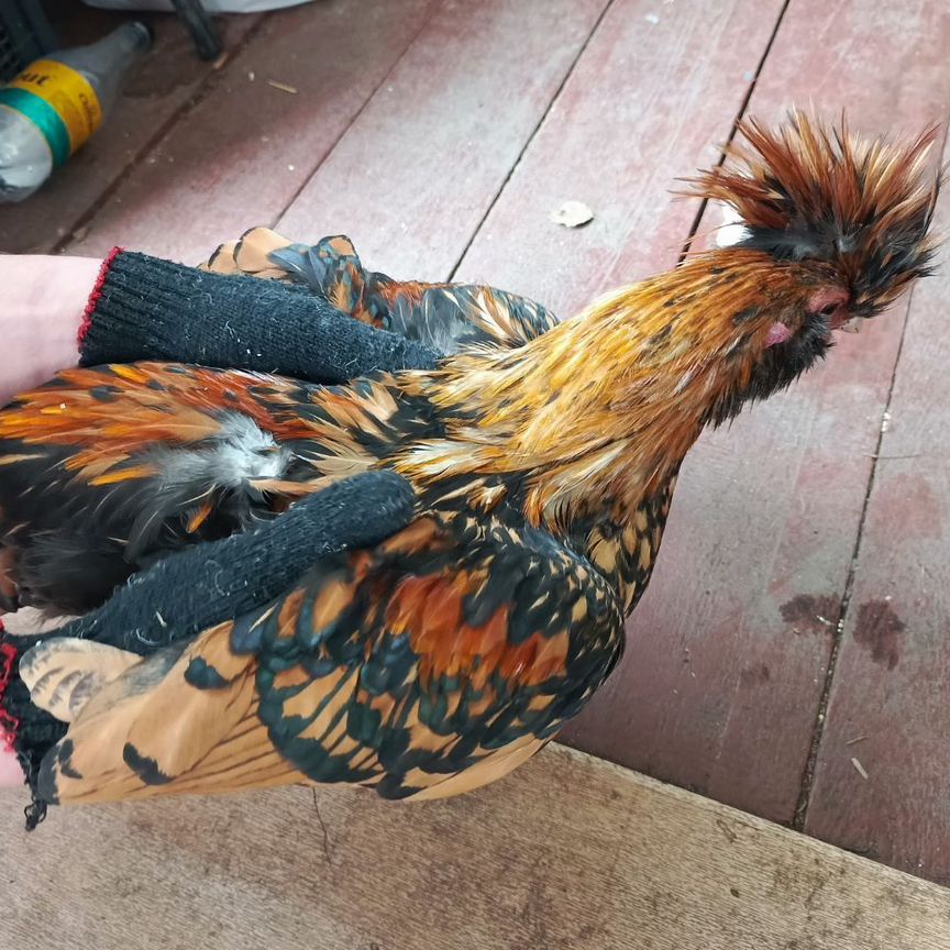 Продам породистых кур