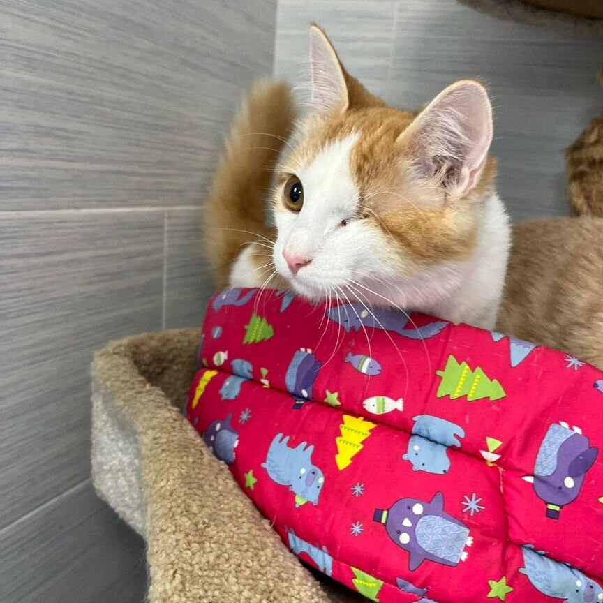 Котенок ласковая здоровая девочка