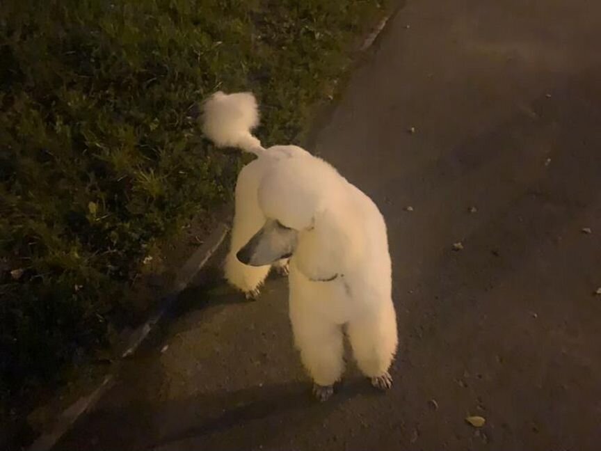 Большой королевский пудель