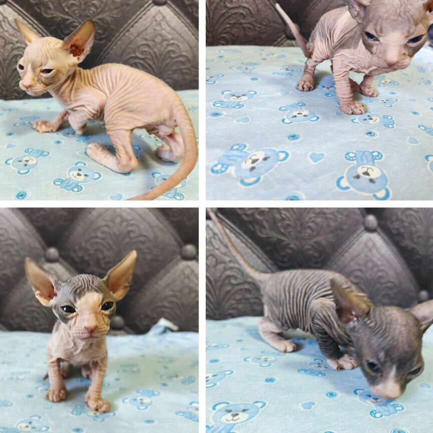 Донской сфинкс котёнок