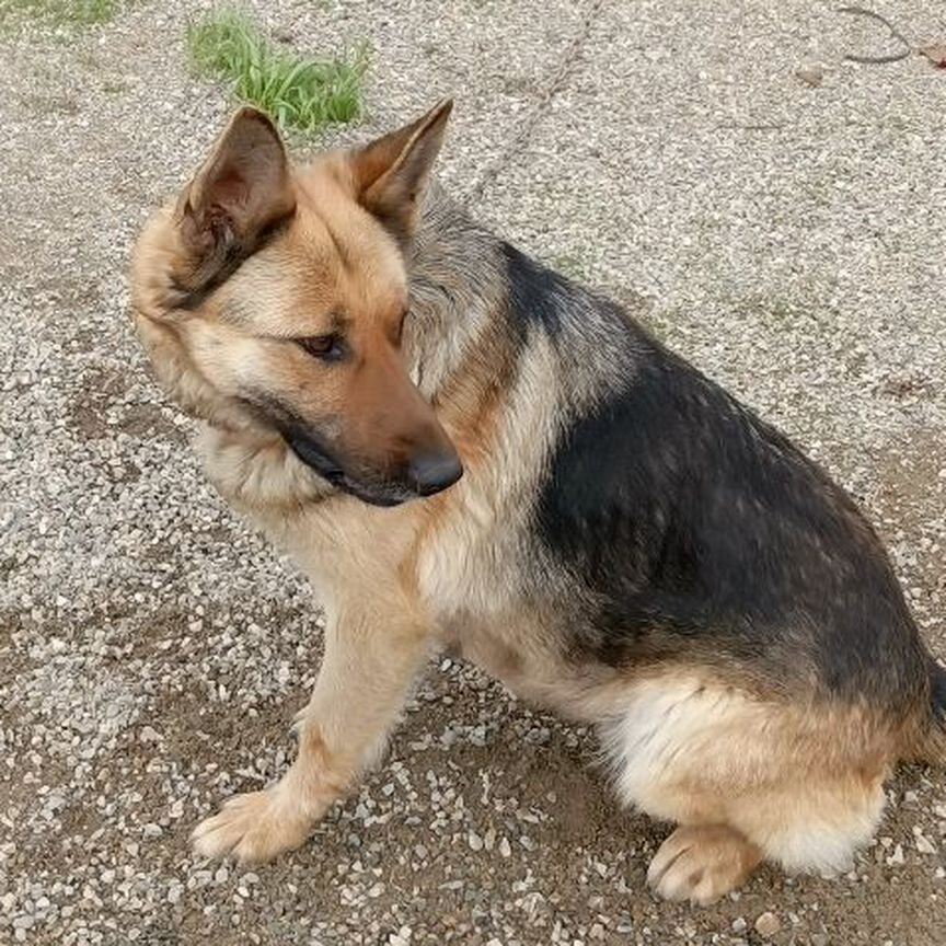 Отдам бесплатно немецкую овчарку в добрые руки