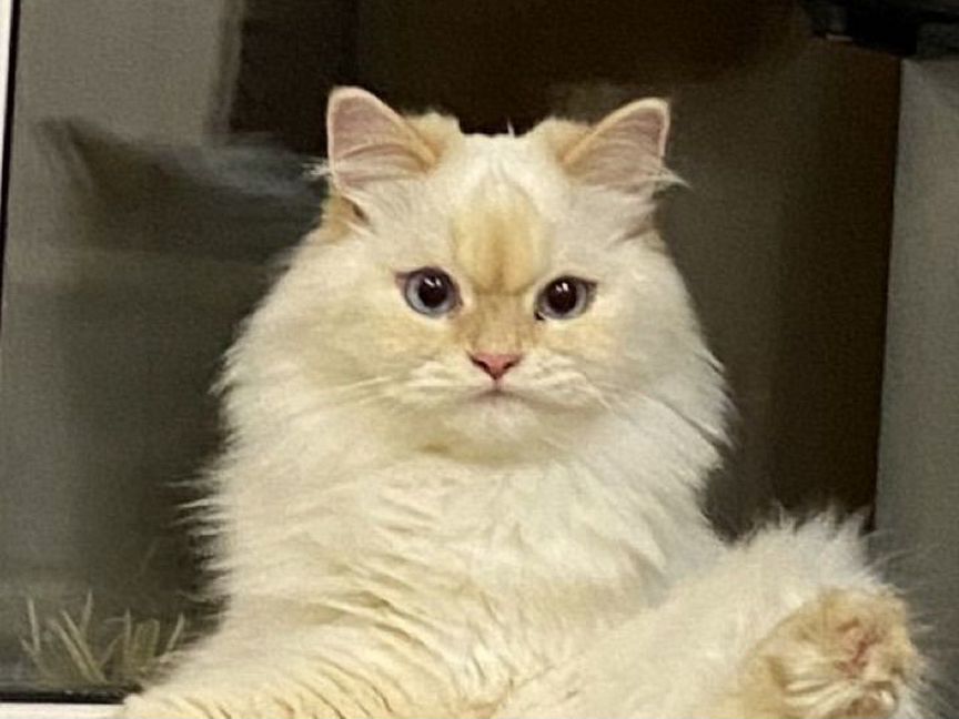 Отдам персидскую кошку
