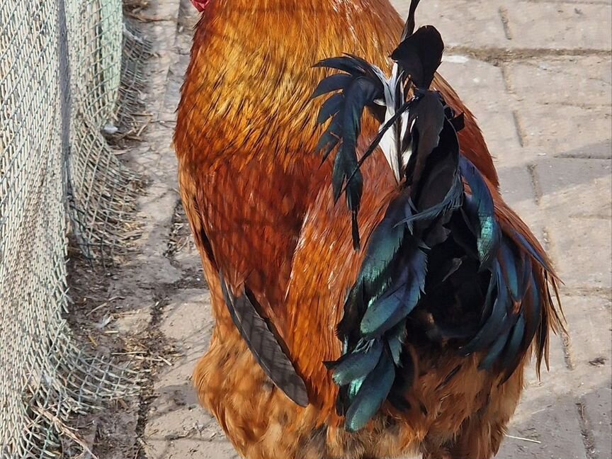 Молодые петушки и Индюки