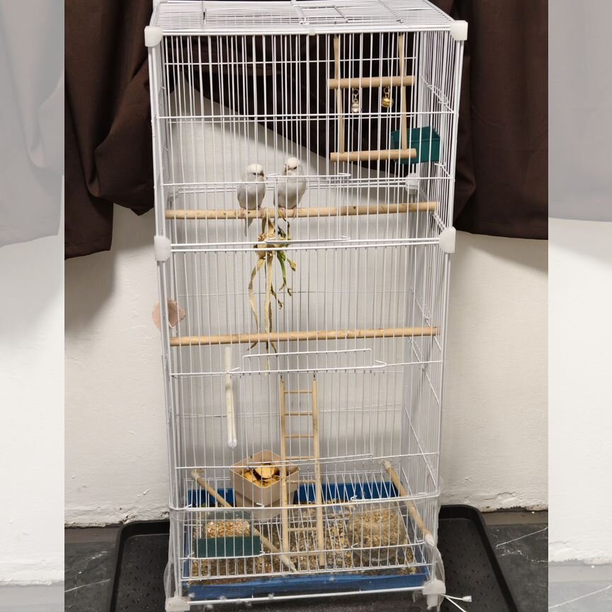 Попугаи с клеткой
