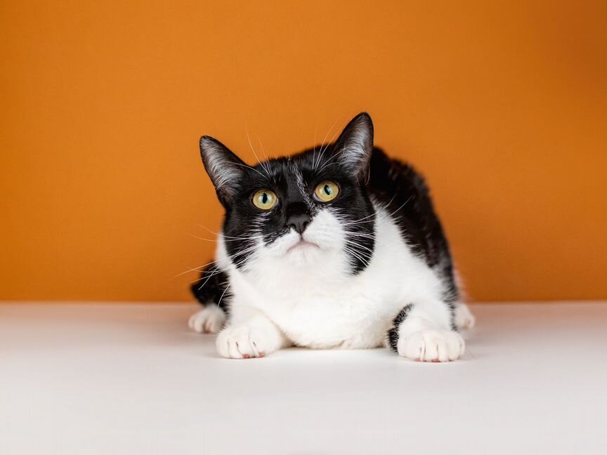 Активная кошечка Оливка ищет дом