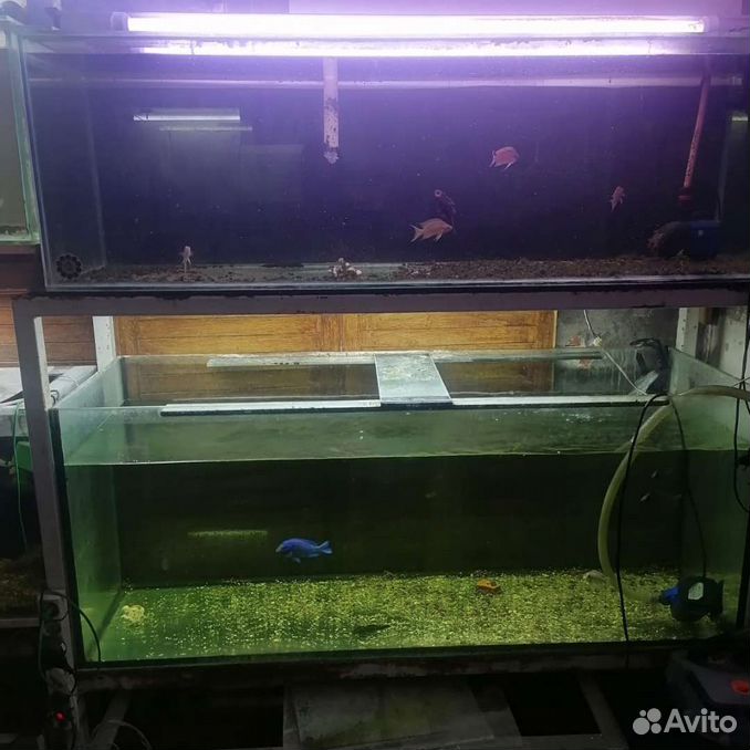 Продаются аквариумы и аквариумные рыбки