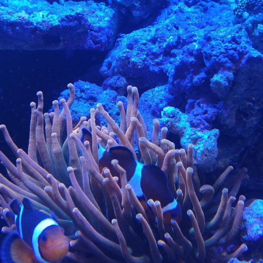 Актиния квадриколор