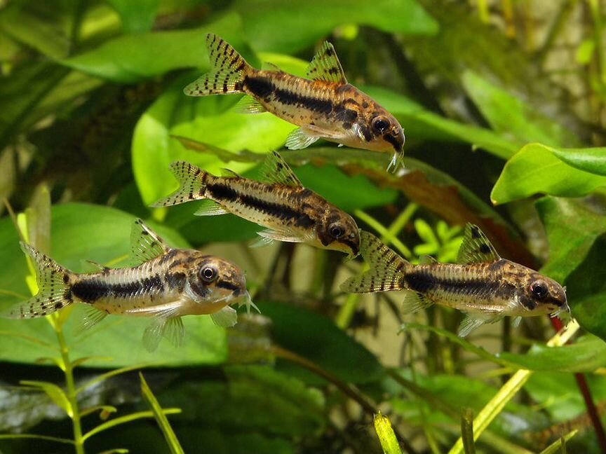 Сомик Коридорас Хаброзус (Corydoras Habrosus) - д