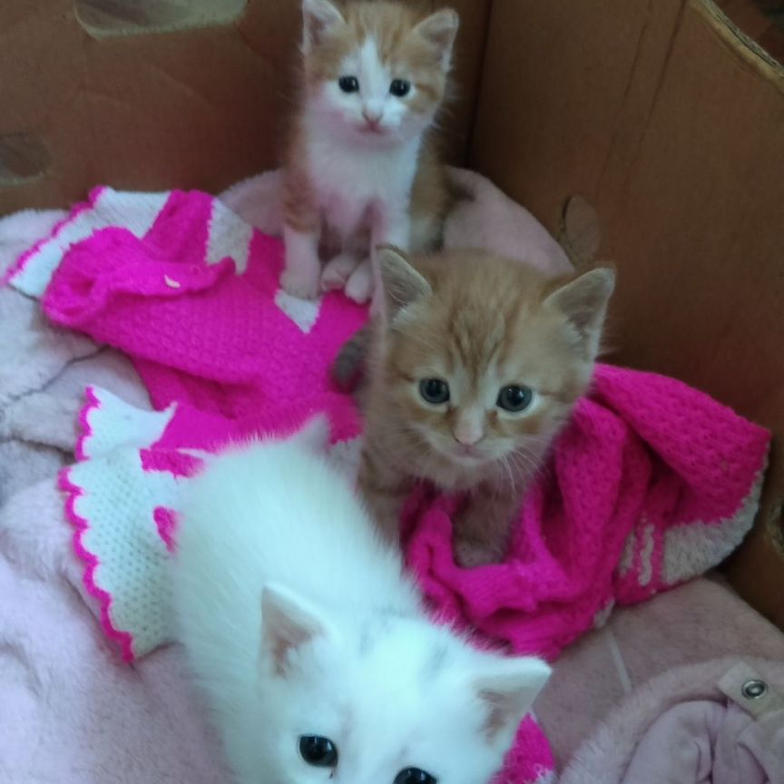 Отдам в добрые руки котят