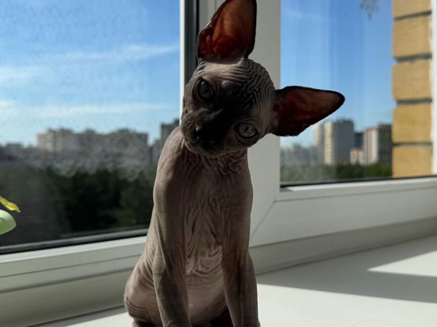 Канадский сфинкс котенок