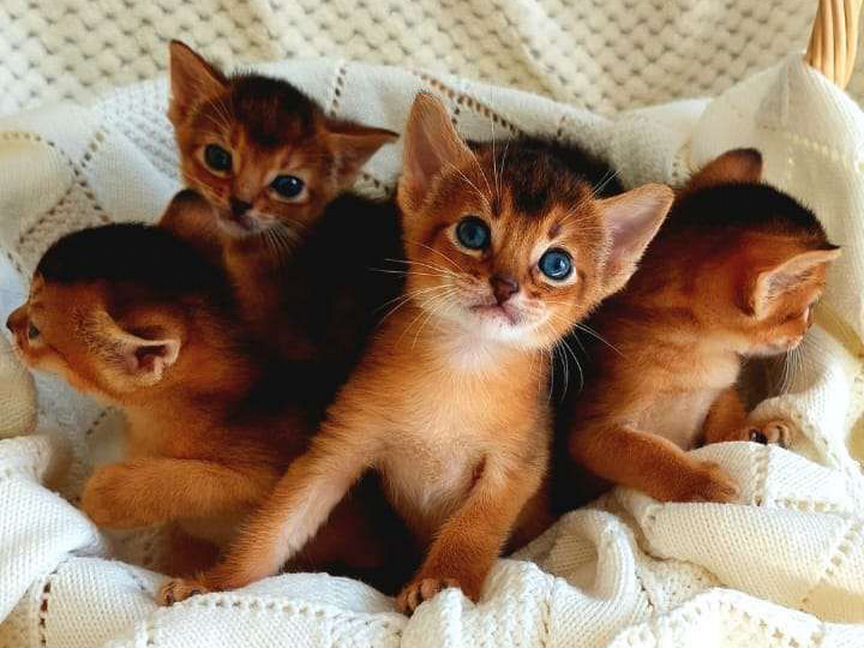 Абиссинские котята