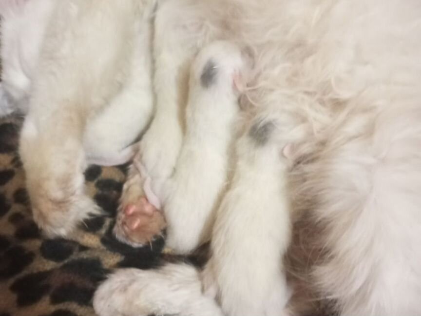 Котята