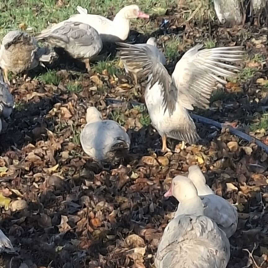 Домашние утки живые