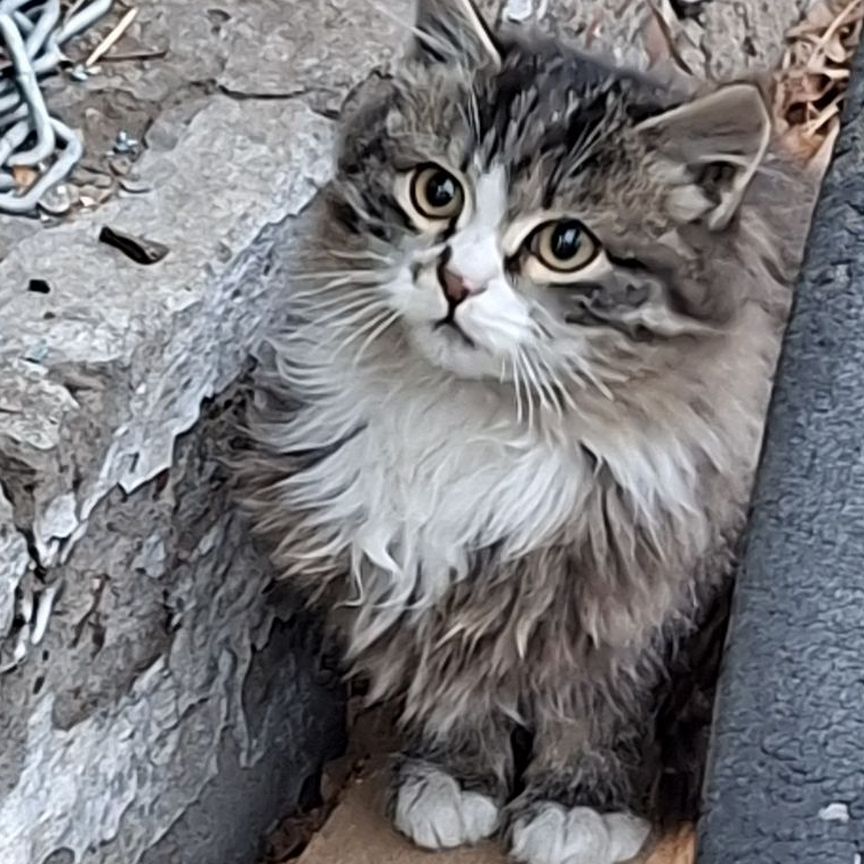 Котёнок в добрые руки