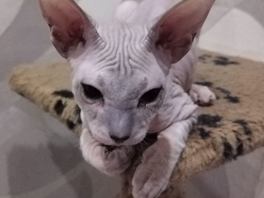 Котята Петерболд