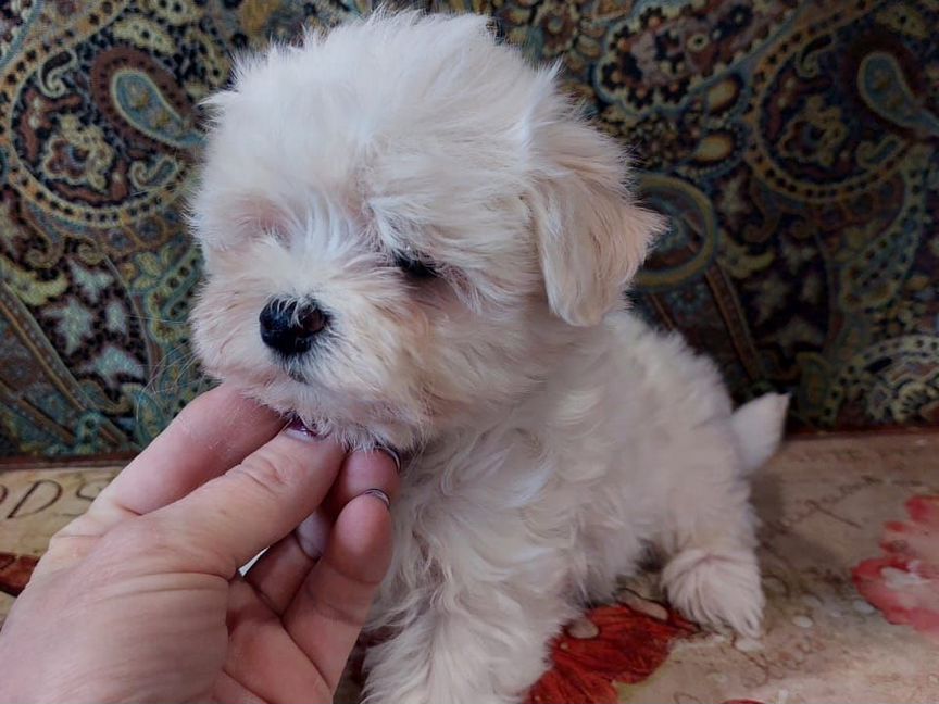 Мини мальтипу