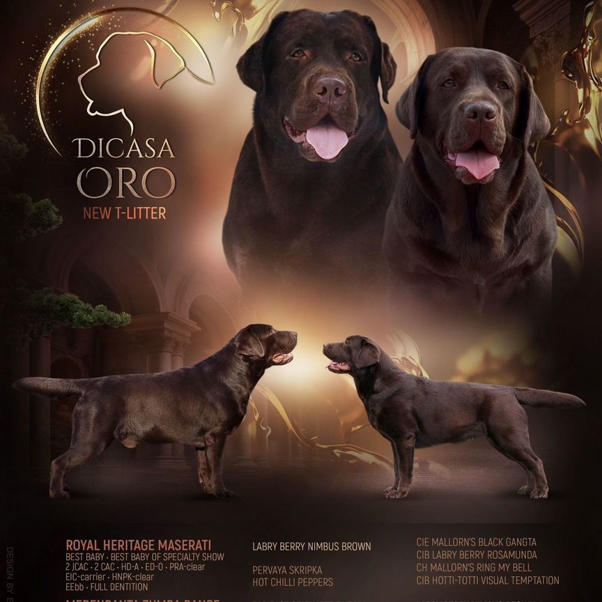 Шикарные лабрадоры