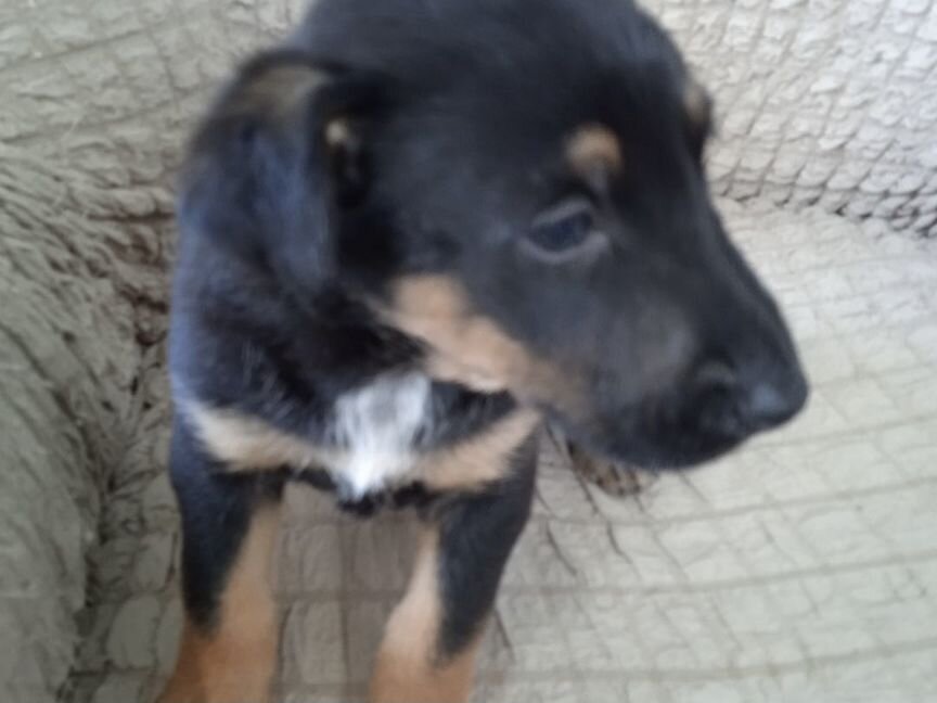 Отдам бесплатно