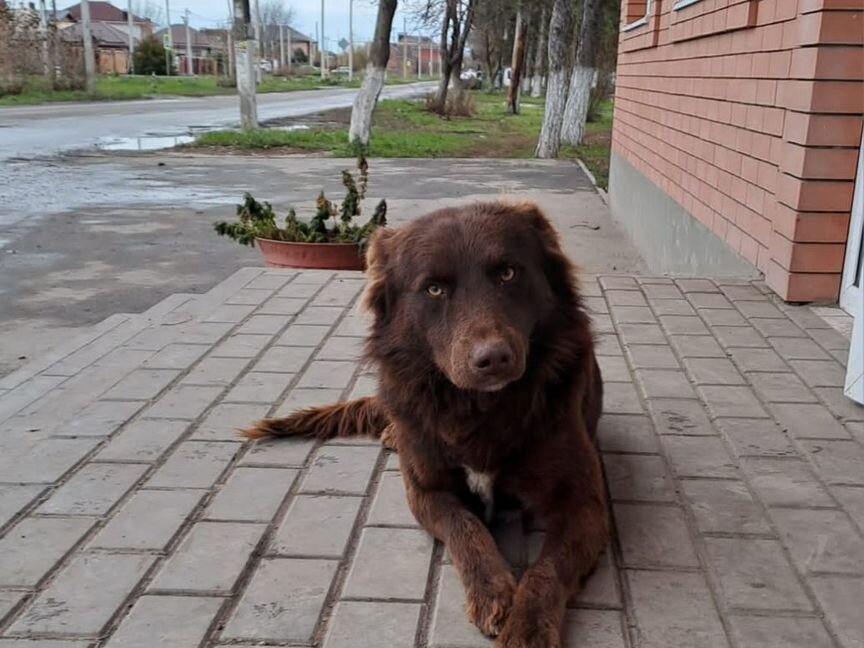 Спасите песика В добрые руки