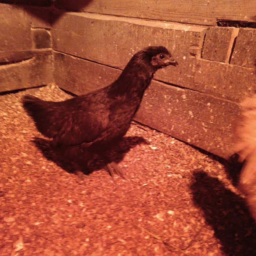 Курица ухейилюй