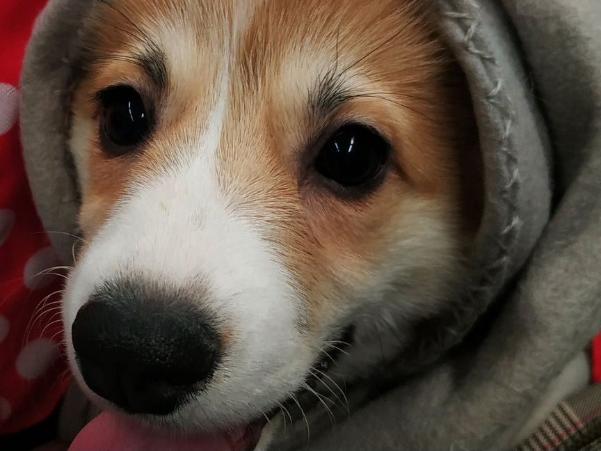 Щенки вельш корги пемброк