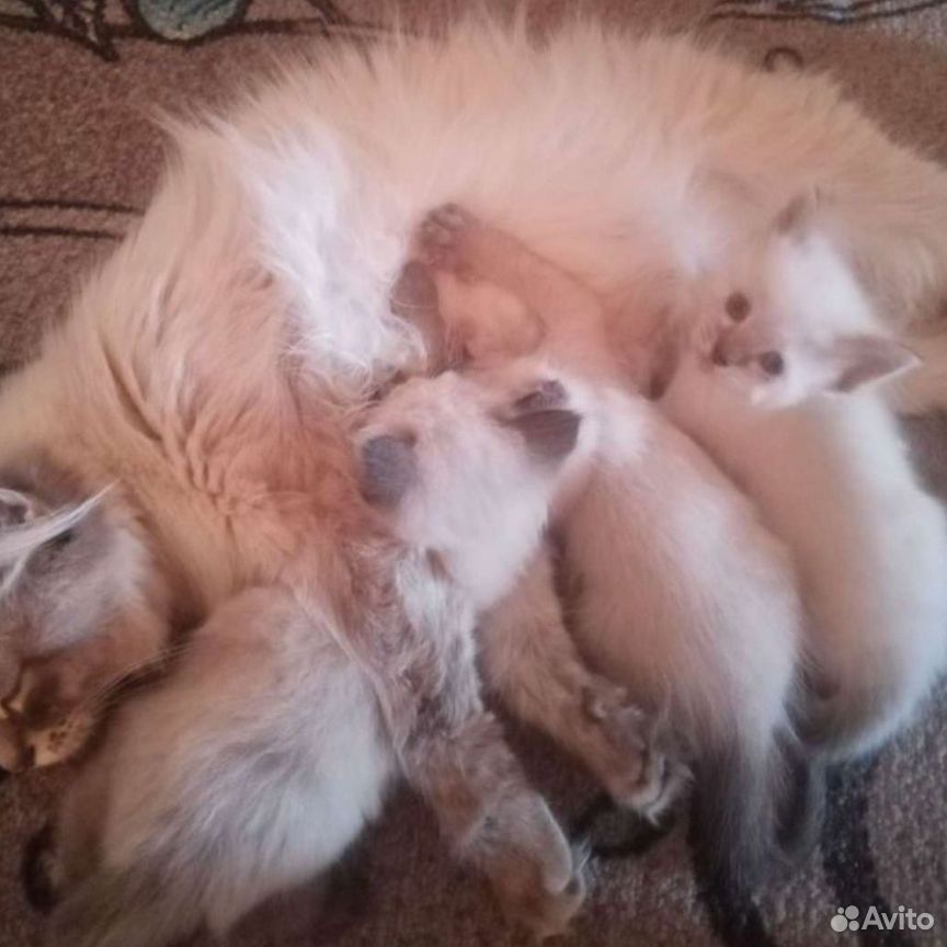 Кошка невская маскарадная котята