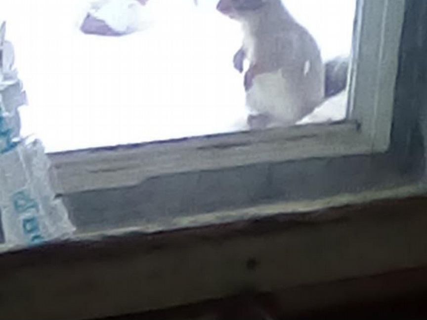 Черные котята 1 мес