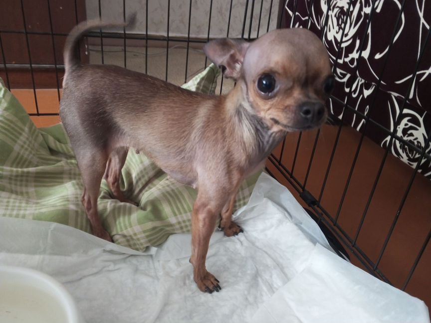 Маленькая собачка