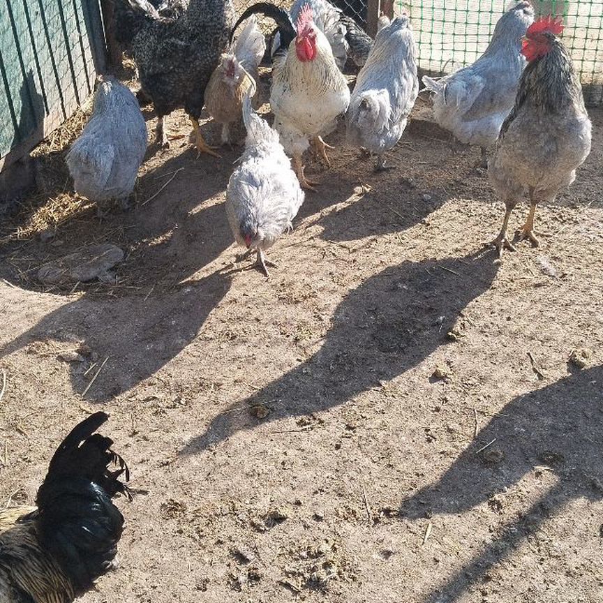 Петухи домашние