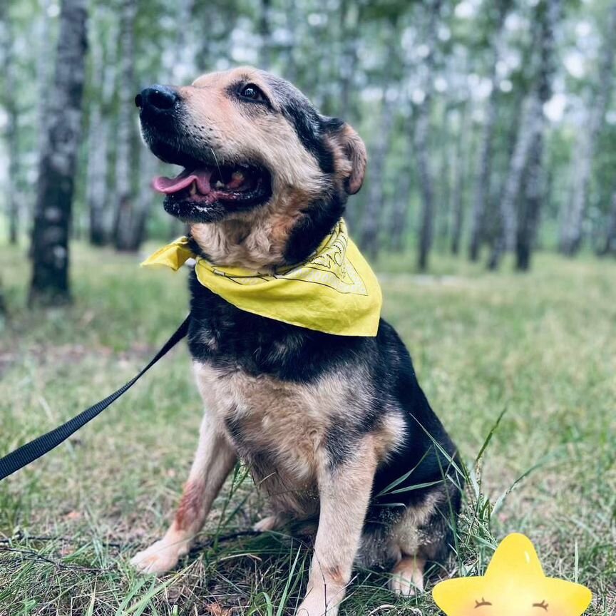 Спокойный дружелюбный пес ищет семью или друга