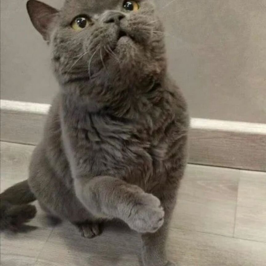 Котик а добрые руки