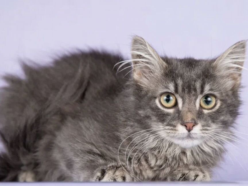 Котёнок девочка 3-4 месяца