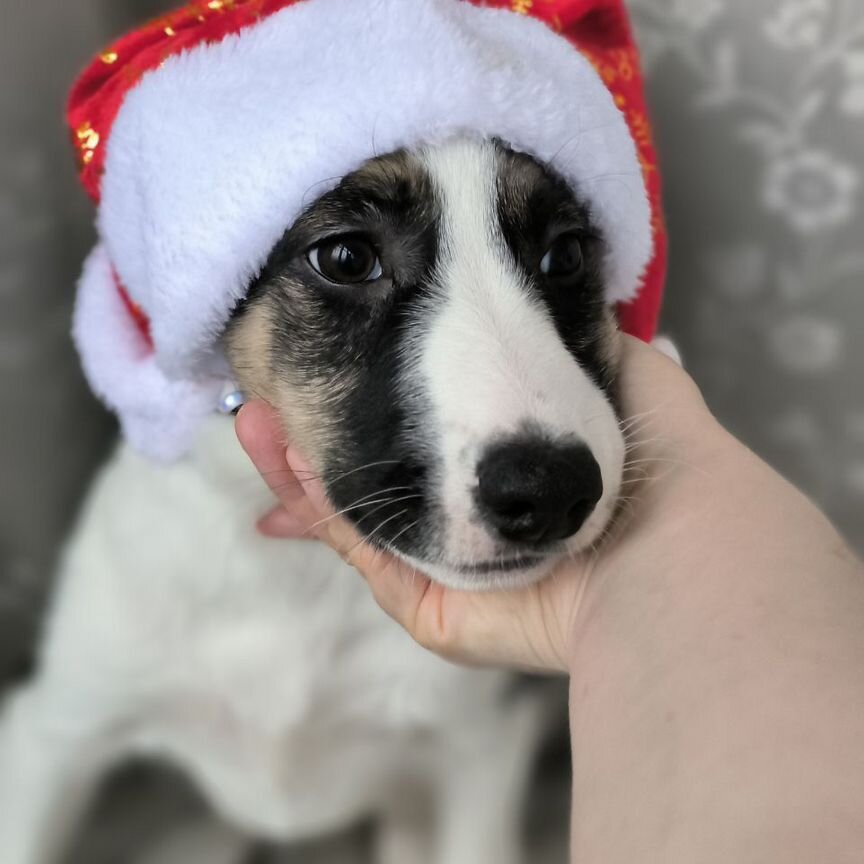 Щенок в добрые руки