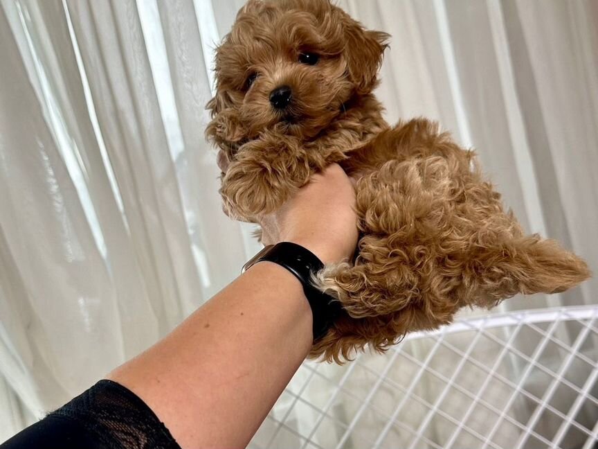 Мальтипу f1 мини коричневый,беби-фейс, москва