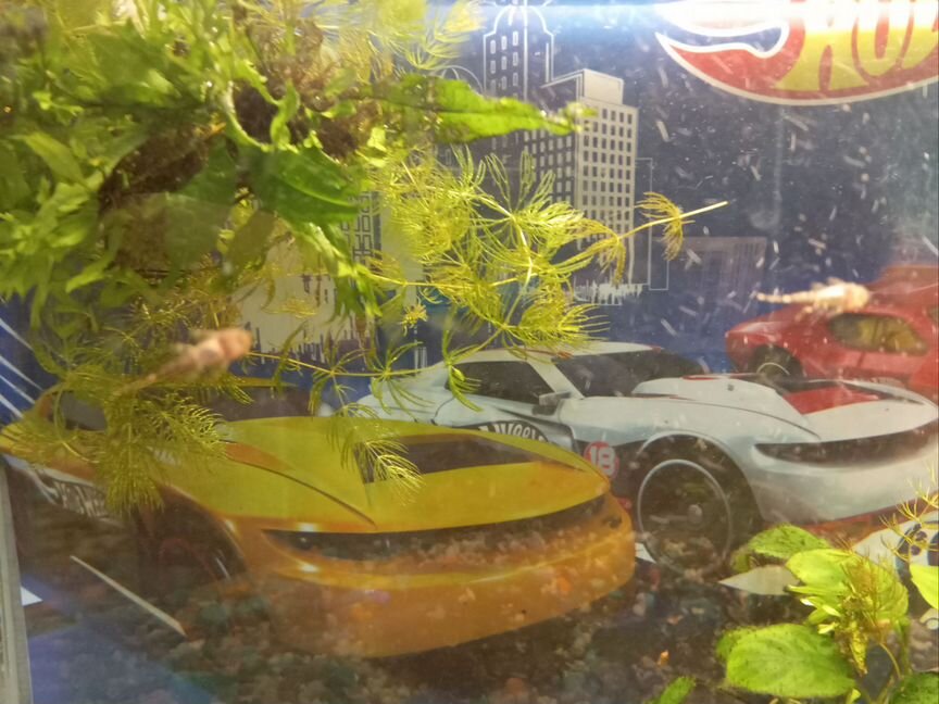 Анциструс, молодь