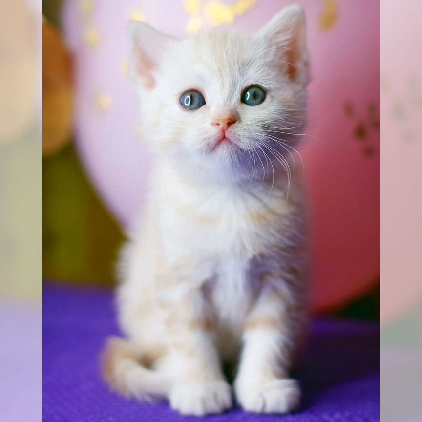Котёнок девочка