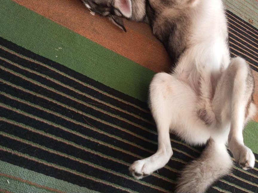 Собаки бесплатно в добрые руки