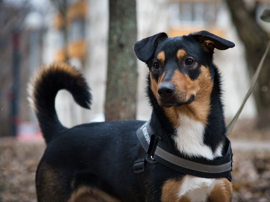 Собака в добрые руки