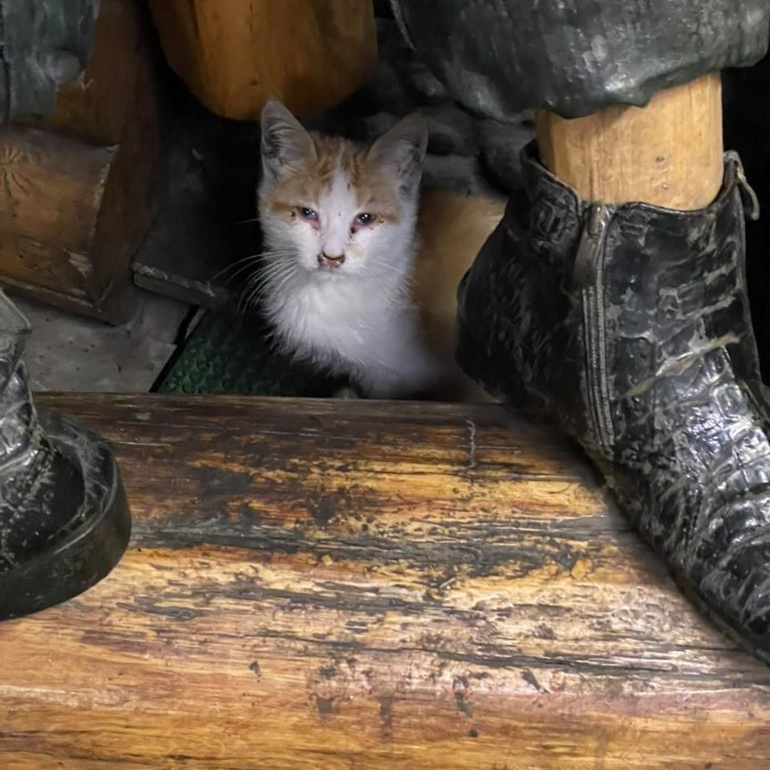 Котенок с чумкой с трассы