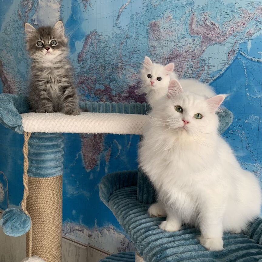 Сибирские котята