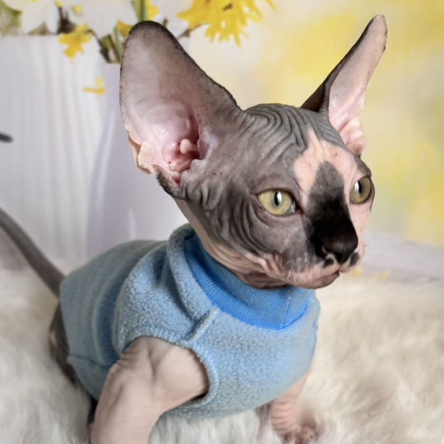 Бамбино котёнок